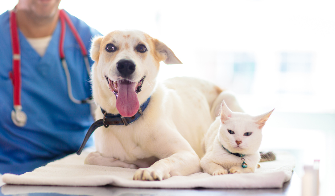 Emergency & Critical Care Services – Yavapai Emergency Animal Hospital